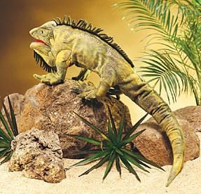 Iguana Puppet 32 Inches - Toys & Co. - Folkmanis